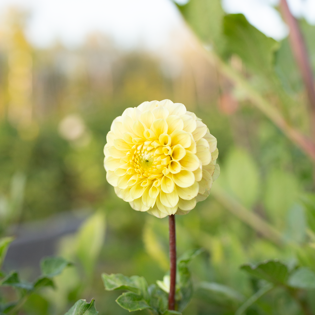 Dahlia Skeena 'Daybreak' – Fleurelle Flower Farm